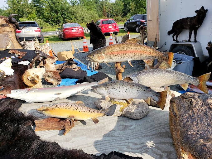 Taxidermy fish and wildlife mounts that bring the great outdoors inside – conversation pieces that guarantee visitors will ask, "Where'd you get that?"