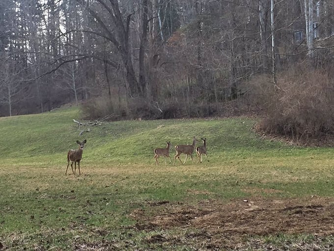 Local residents like this graceful deer remind visitors that we're guests in their beautifully maintained neighborhood.