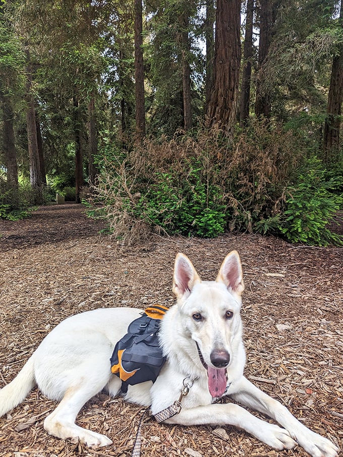 Even four-legged hikers need a break. This happy trail companion demonstrates proper redwood appreciation – pause and take it all in.