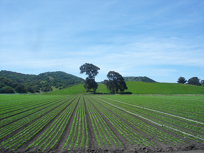 Agricultural geometry stretches toward rolling hills—each perfect row a testament to the hands that feed America.