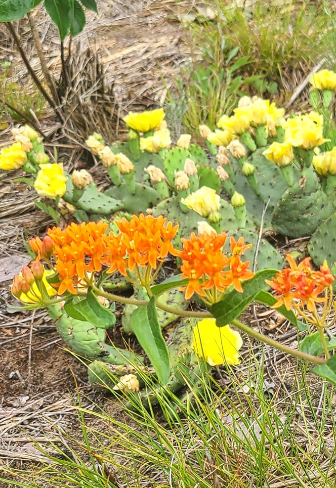 Michigan's dune flora puts on a color show that rivals any garden tour—these resilient blooms thrive where nothing should grow.
