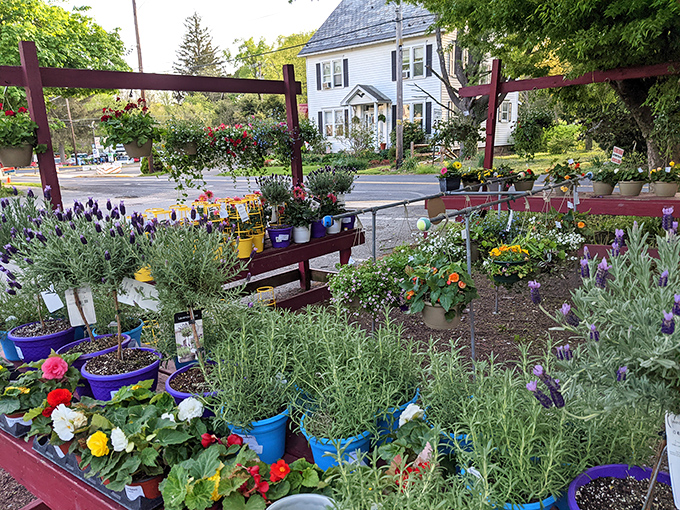 The garden outside isn't just pretty—it's a preview of the fresh ingredients that might find their way into your meal. Farm-to-table at its most authentic.