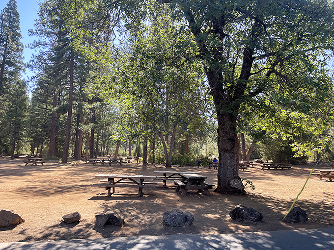 Picnic paradise under cathedral pines – where sandwiches taste 73% better and conversations become 100% more meaningful.