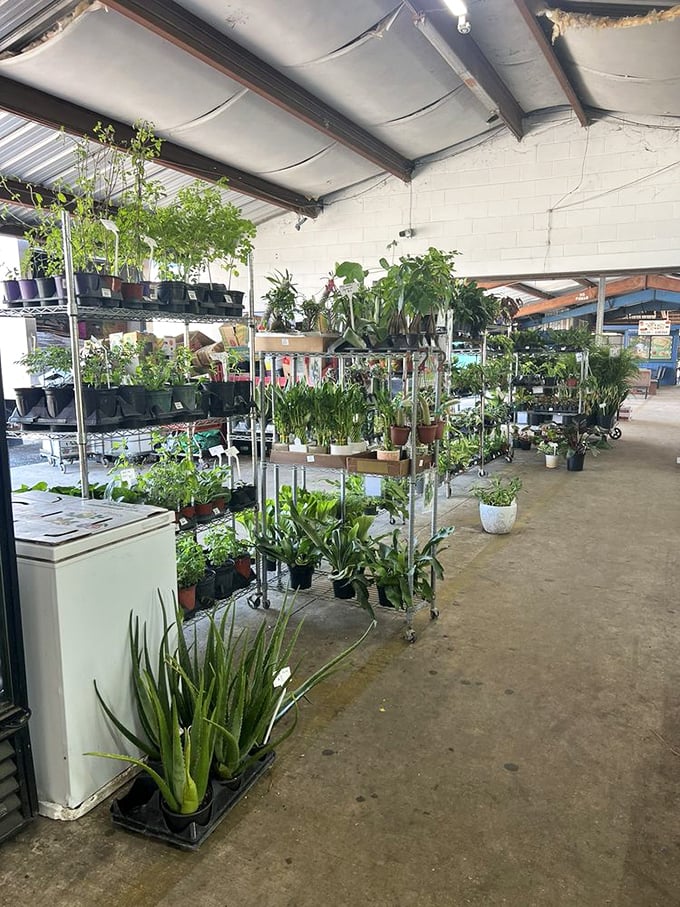 Green thumbs rejoice! This plant paradise offers leafy companions for every windowsill, porch, and neglected corner of your home.