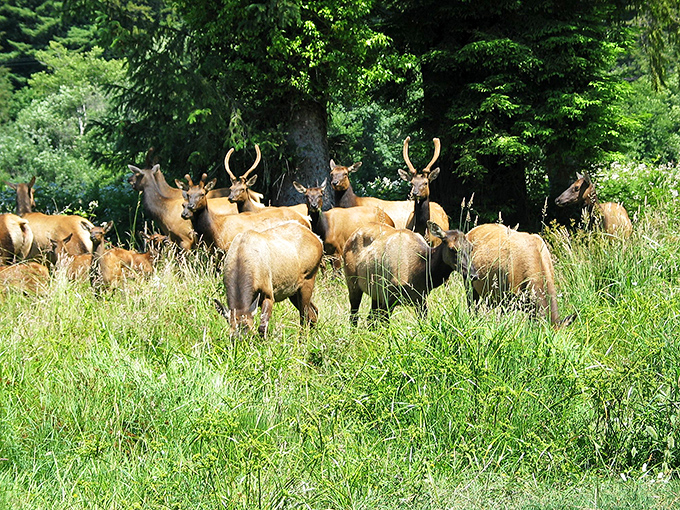 Roosevelt elk grazing nearby remind you that you're just a visitor in their ancient neighborhood. They've had the local's discount for centuries.