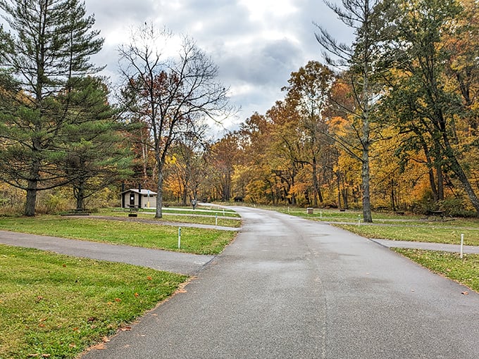 Autumn's grand finale: the park's winding roads become nature's red carpet, lined with trees dressed in their seasonal best.