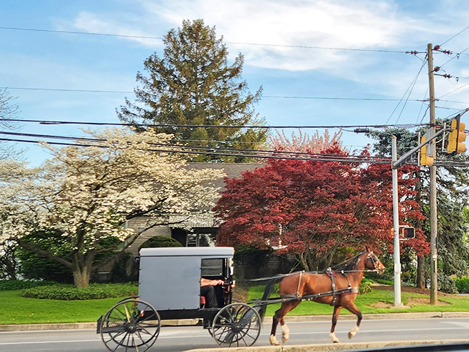 Spring brings nature's own confetti as blossoming trees frame the perfect Amish buggy moment. No filter needed for this Instagram-worthy scene.