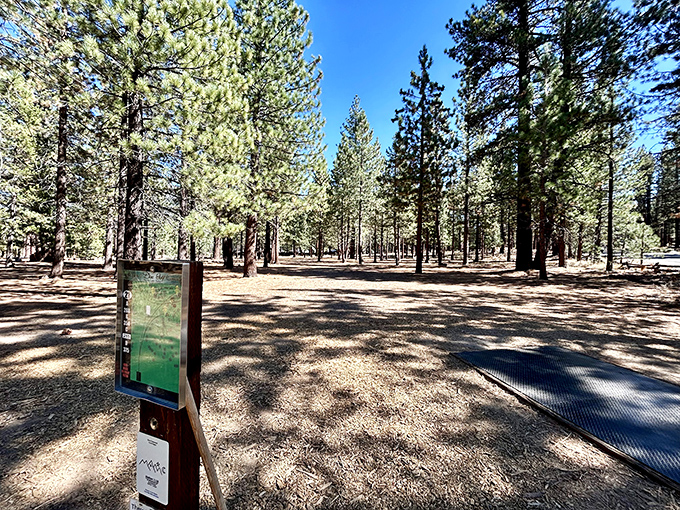 Bijou Park's serene pine forest offers trails where the only sound is your footsteps on pine needles – nature's version of a meditation app.