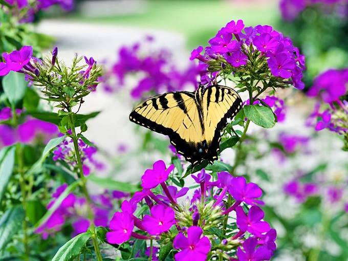 Even butterflies know a good thing when they see it, pausing for a quick nectar break on vibrant phlox blooms.