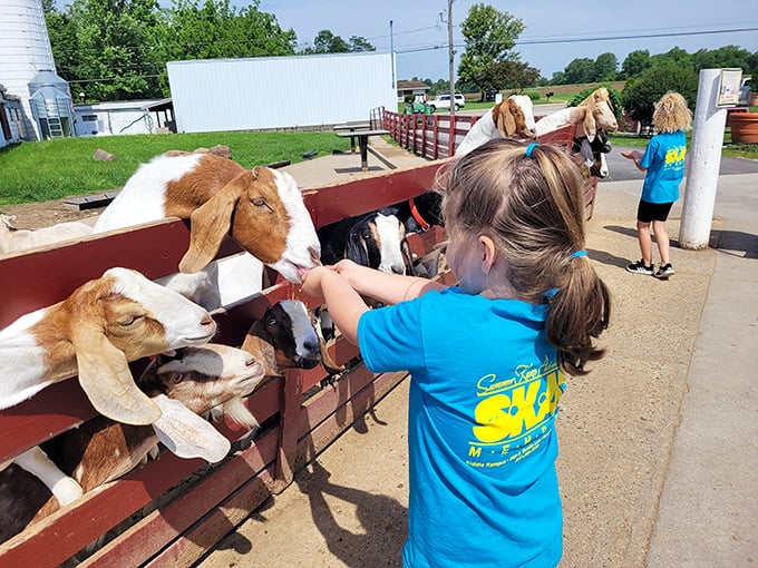 The goat greeting committee eagerly awaits your visit, ready to charm children and remind adults what simple joy feels like.