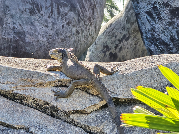 "Just hanging out by the giant horse statue"—this iguana has found the ultimate Florida sunbathing spot.
