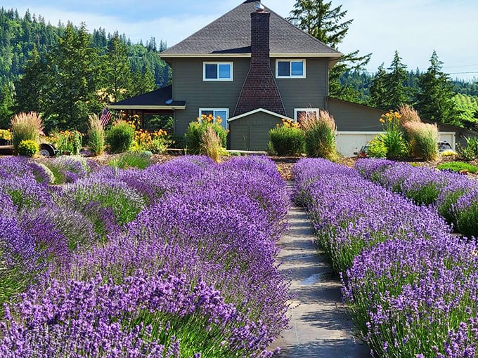 Neat rows of lavender create a purple pathway to the farmhouse. Walking this path feels like entering a scented dream sequence.