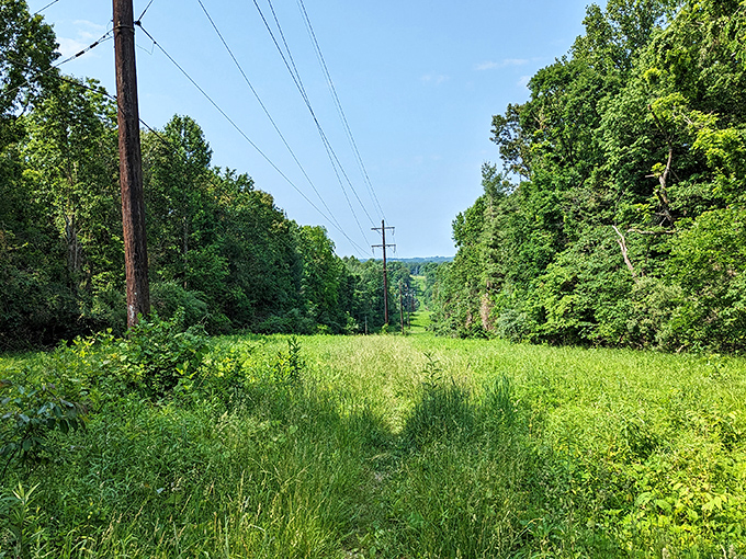 Lirley Trailhead's path beckons with the promise of adventure just beyond the next bend – no Instagram filter required.