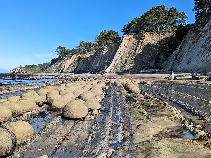 Low tide reveals nature's perfect geometry. These aren't placed by humans—just millions of years of geological patience creating the impossible.