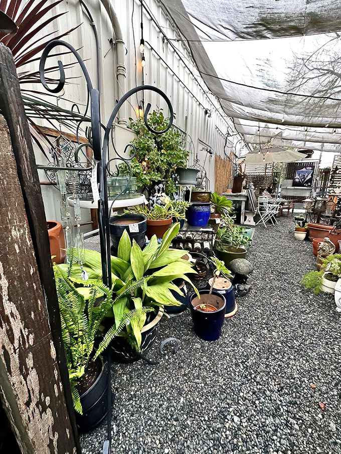 Even the plants here seem to have vintage charm, adding life to this nostalgic wonderland.