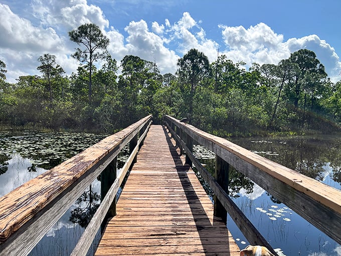 Spruce Bluff Preserve's wooden boardwalk invites exploration through wetlands, offering an authentic Florida experience that costs less than a theme park churro.