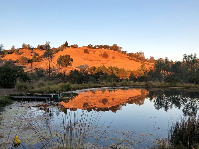 That golden California glow isn't just for coastal sunsets. Placerville's rolling hills capture light in ways that would make a photographer weep with joy.