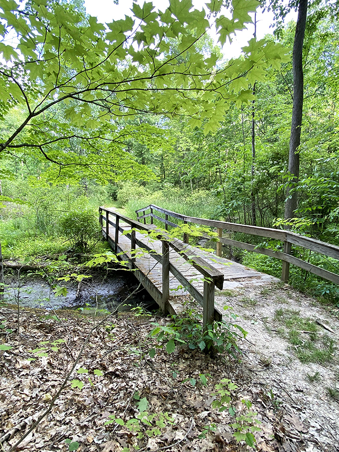 This unassuming wooden bridge connects worlds – from everyday to enchanted. The forest beckons with secrets only footsteps can discover.