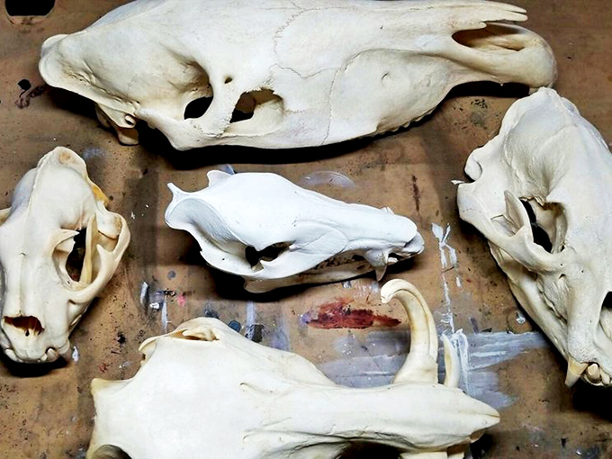 The wild west lives on! These preserved skulls would make Georgia O'Keeffe proud—desert beauty transformed into striking natural art.