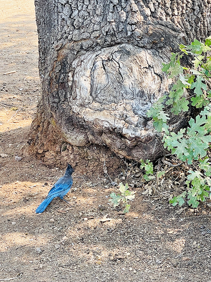 "Just hanging out, looking fabulous" – this Steller's Jay brings a pop of cerulean blue to the forest floor like nature's own fashion statement.