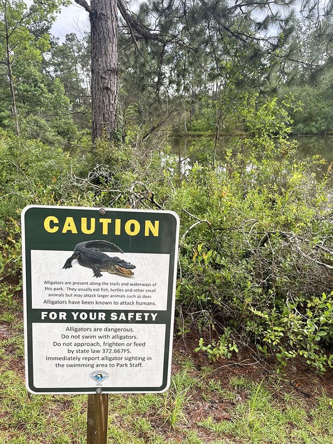Florida's version of "Beware of Falling Rocks"—a friendly reminder that some residents have teeth, scales, and prehistoric attitudes about personal space.