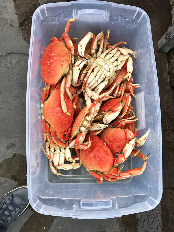 The source of coastal magic—fresh-caught crabs waiting for their moment of culinary glory in the hands of Sea Pal's kitchen wizards.
