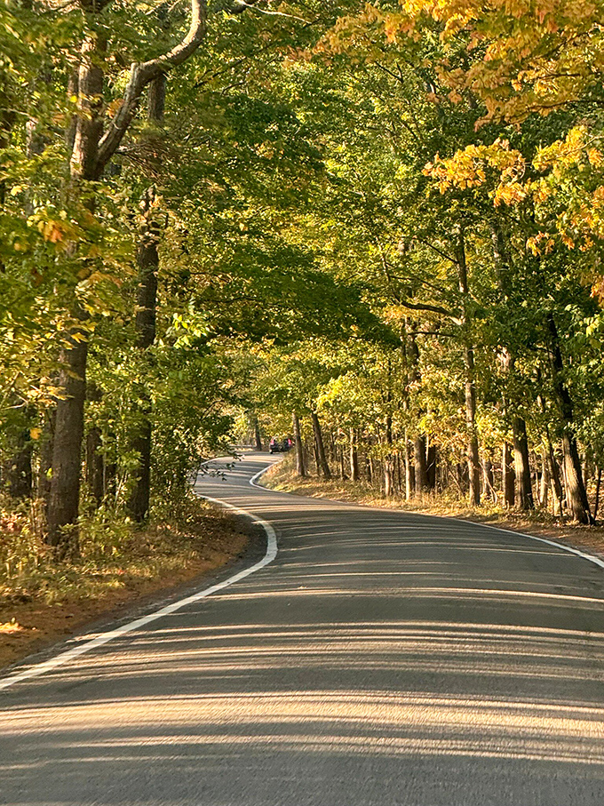 The road's gentle S-curves seem designed by an artist rather than an engineer—each bend revealing new golden treasures.