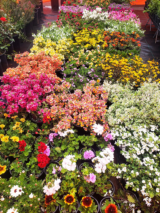 A kaleidoscope of blooms that would make Mother Nature herself jealous. Garden dreams begin with this rainbow of possibilities.