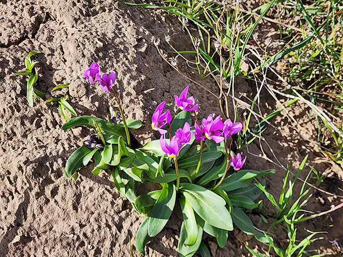 Desert wildflowers – nature's purple proof that beauty thrives in the most unlikely places, if you just know where to look.
