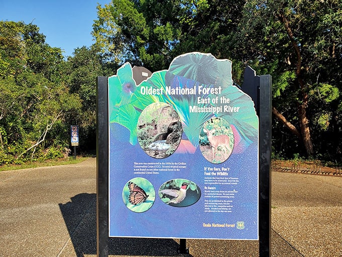 The Ocala National Forest proudly claims its title as the oldest national forest east of the Mississippi – a fact that deserves its own commemorative sign.