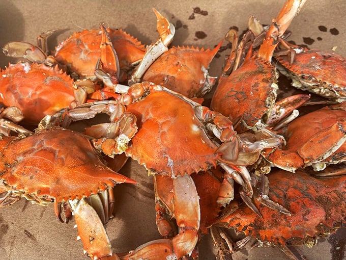 A mountain of steamed crabs that makes grown adults giddy with anticipation – nature's perfect food delivery system, Maryland-style.