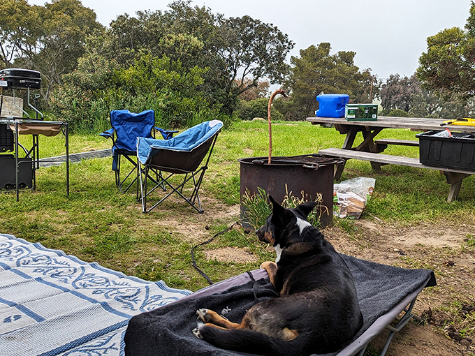 Dogs understand the joy of camping better than humans. Just look at that face—pure "this is living" contentment.