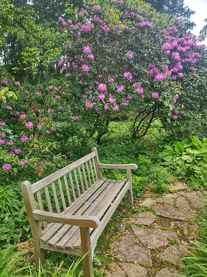 Rhododendrons creating their own pink cloud. This flowering shrub doesn't just bloom—it explodes with color while offering the perfect backdrop for that garden bench.