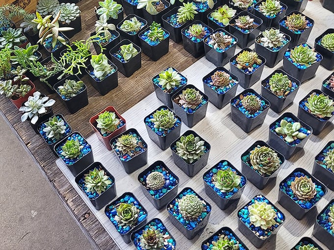 These perfectly potted succulents are like tiny botanical sculptures—desert chic for even the most notorious plant assassins among us.