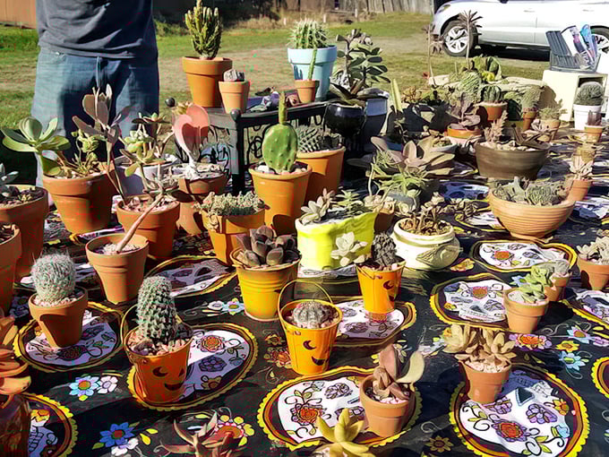 A succulent collector's dream display – tiny desert gardens in colorful pots that promise to be the only houseplants you can't kill.