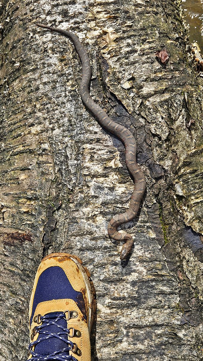 The original trail guardians of Ohio – a reminder that we're visitors in a home that's been occupied long before our hiking boots arrived.
