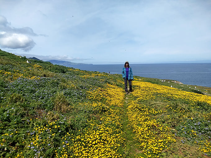 Spring transforms the island into a golden carpet of wildflowers—nature's version of rolling out the red carpet.