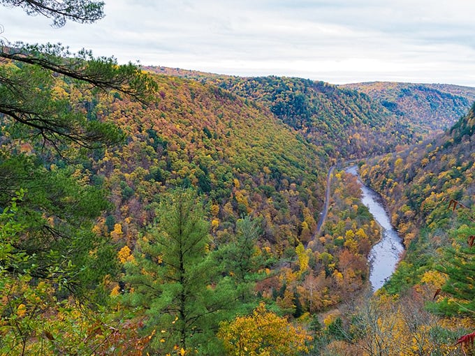 Fall foliage creates nature's patchwork quilt across the canyon walls. Pennsylvania autumn doesn't whisper—it shouts in brilliant technicolor.