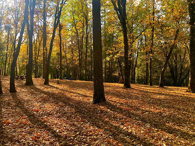 Fall in Colfax isn't just a season—it's a golden performance where every leaf deserves a standing ovation.