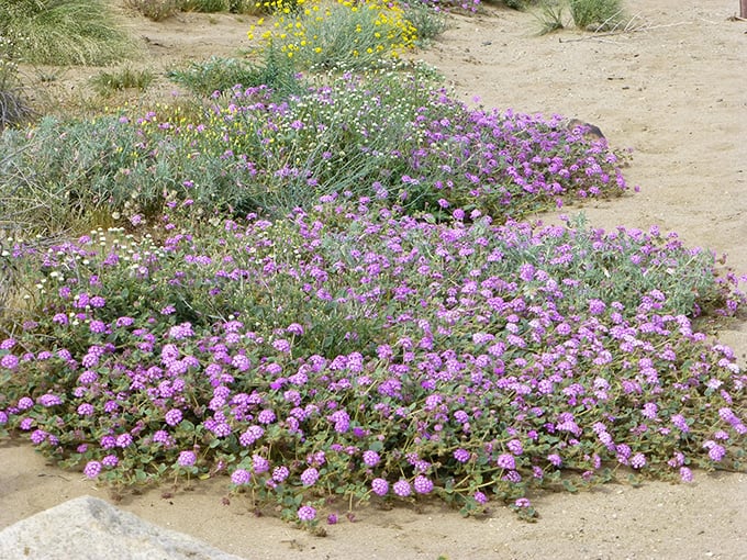 Nature's purple carpet treatment. These Desert Sand Verbena don't just bloom – they throw a full-on color party in the middle of seemingly nowhere.