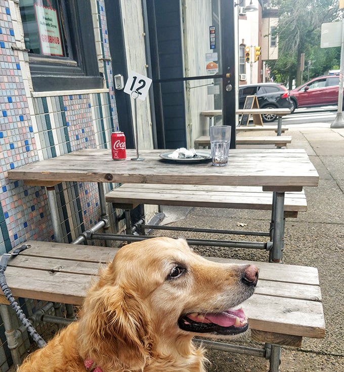 Even four-legged friends know where the good stuff is—this golden retriever is clearly a regular at the outdoor seating area.