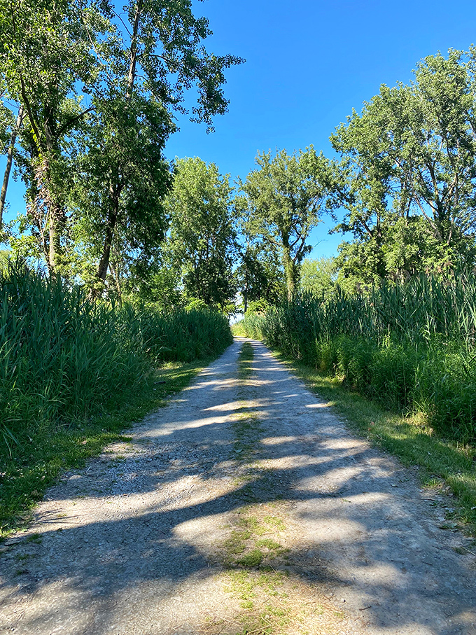 Sun-dappled trails flanked by towering reeds create nature's perfect corridor. The path less traveled—except by everyone smart enough to visit East Harbor.