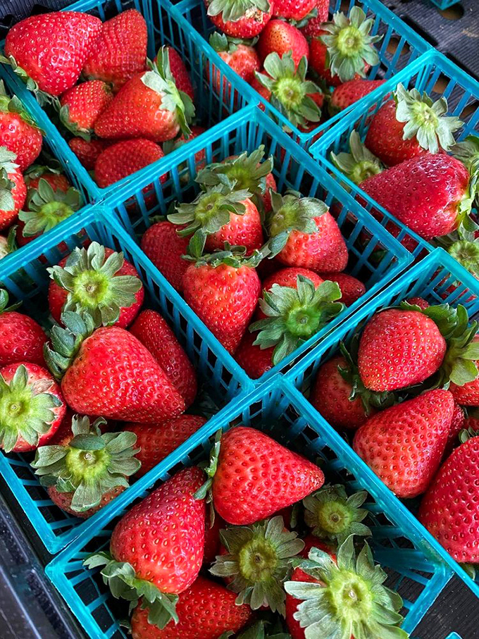 Ruby jewels in turquoise boxes—Florida strawberries so perfect they make supermarket berries look like distant, pale relatives.