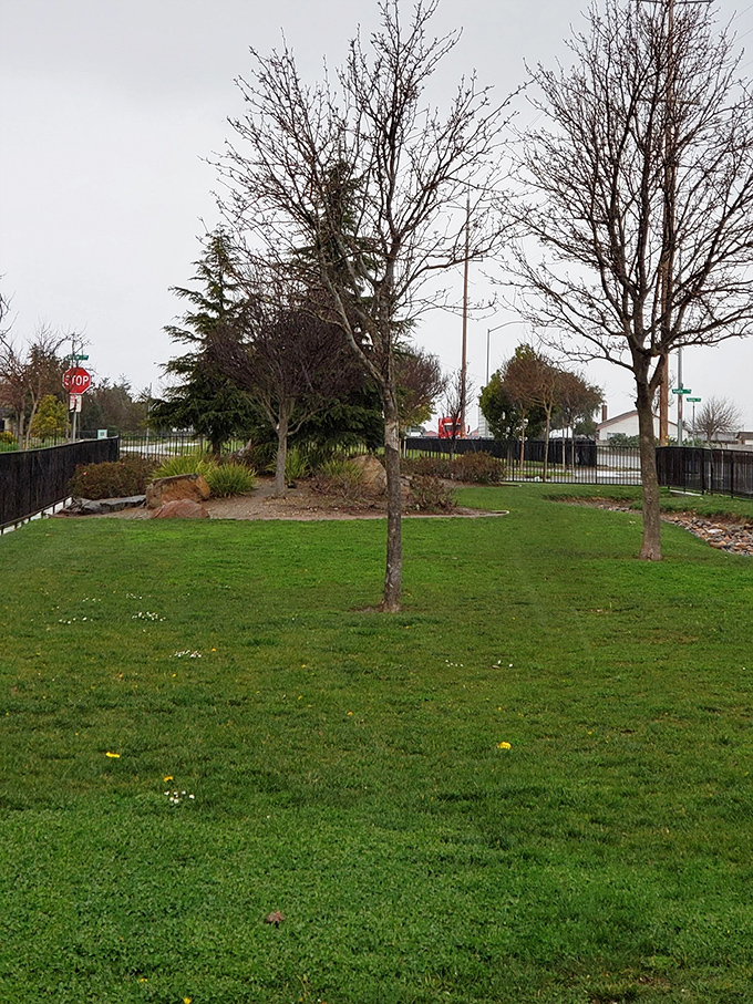 Winter-bare trees stand sentinel over community green space—nature's waiting room for the spring performance to come.
