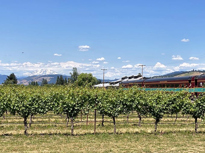 As the train glides past Hood River Valley vineyards, Mount Hood stands sentinel in the distance—a reminder that wine and spectacular views make perfect traveling companions.
