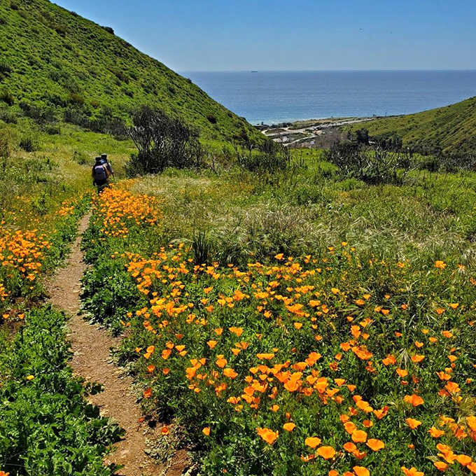 Spring's grand finale—California poppies creating a golden carpet that even Hollywood's most lavish production designers couldn't improve upon.