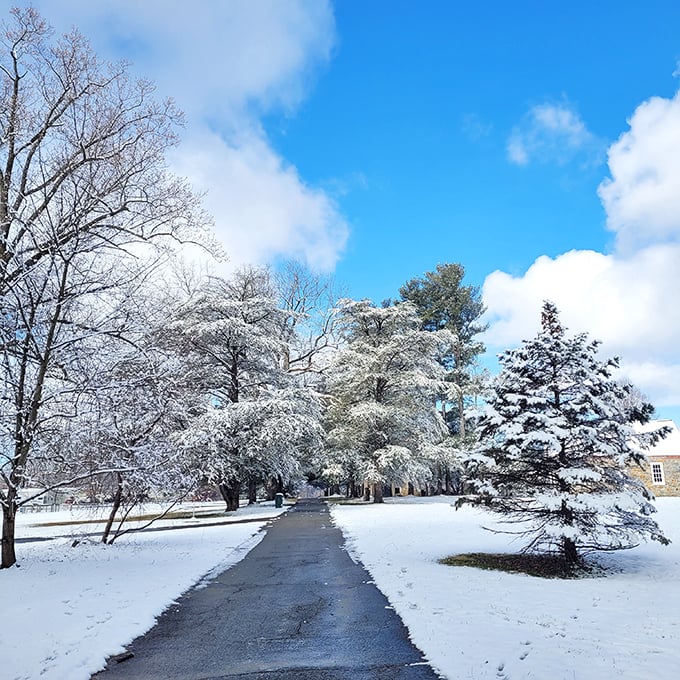 Winter's pristine paintbrush transforms familiar paths. Bellevue under snow offers a magical silence that makes you forget you're minutes from civilization.