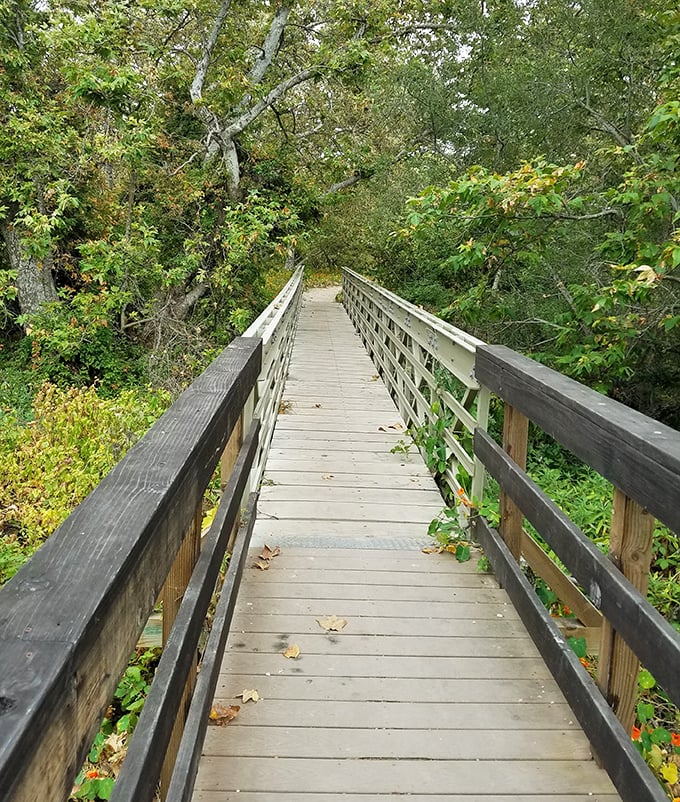 This boardwalk through the coastal woodland isn't just a path—it's nature's version of the yellow brick road.