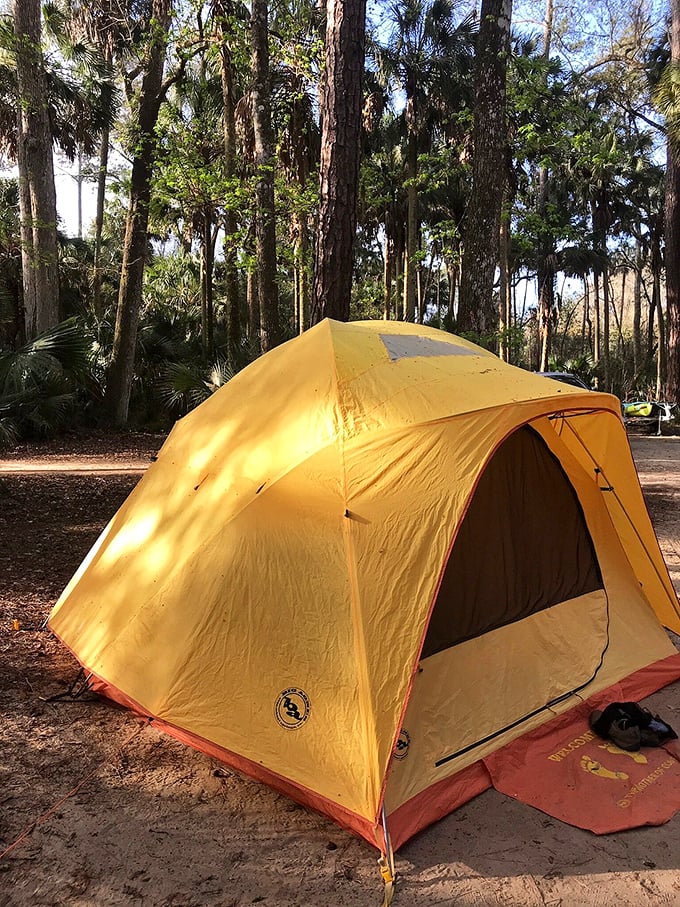 Camping at Juniper Springs means falling asleep to a symphony of crickets and waking to dappled sunlight filtering through ancient pines.