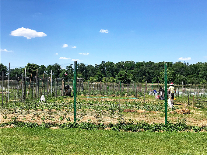 Community gardens where strangers become neighbors over shared tomato-growing tips. These plots grow vegetables, flowers, and friendships in equal measure.